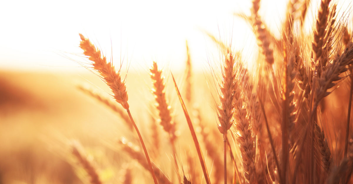 Grow Wheat for The Birkett Mills